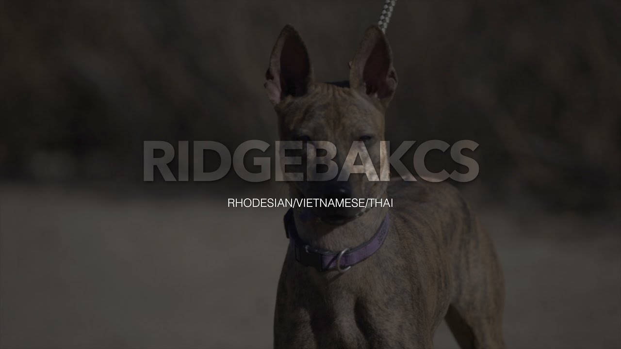Discovering the Unique Qualities of 3 Amazing Ridgeback Dog Breeds ...