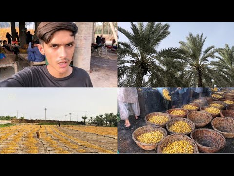 Zameen vlog: khajoor process see how to make khajoor 🌴🌴🌴🌴Vlog 47🌴🌴# ...