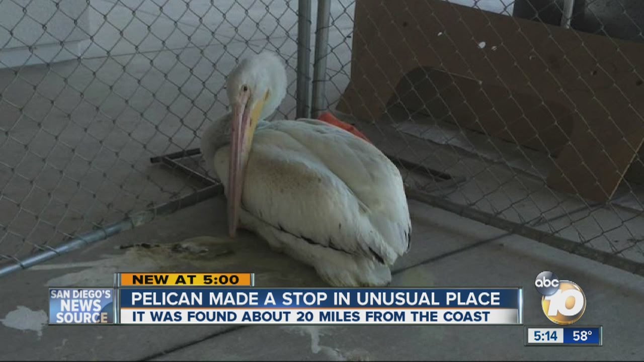 Injured Pelican - YouTube