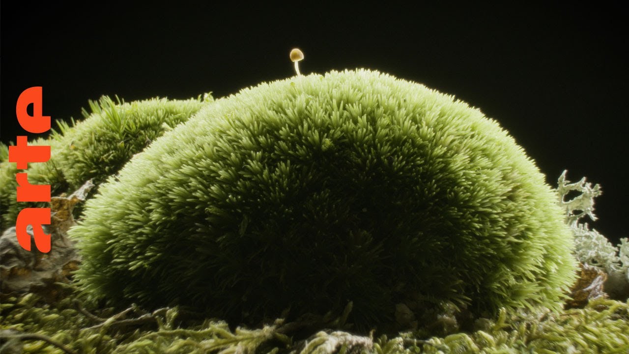 Sa Majesté les mousses | Documentaire | ARTE - YouTube