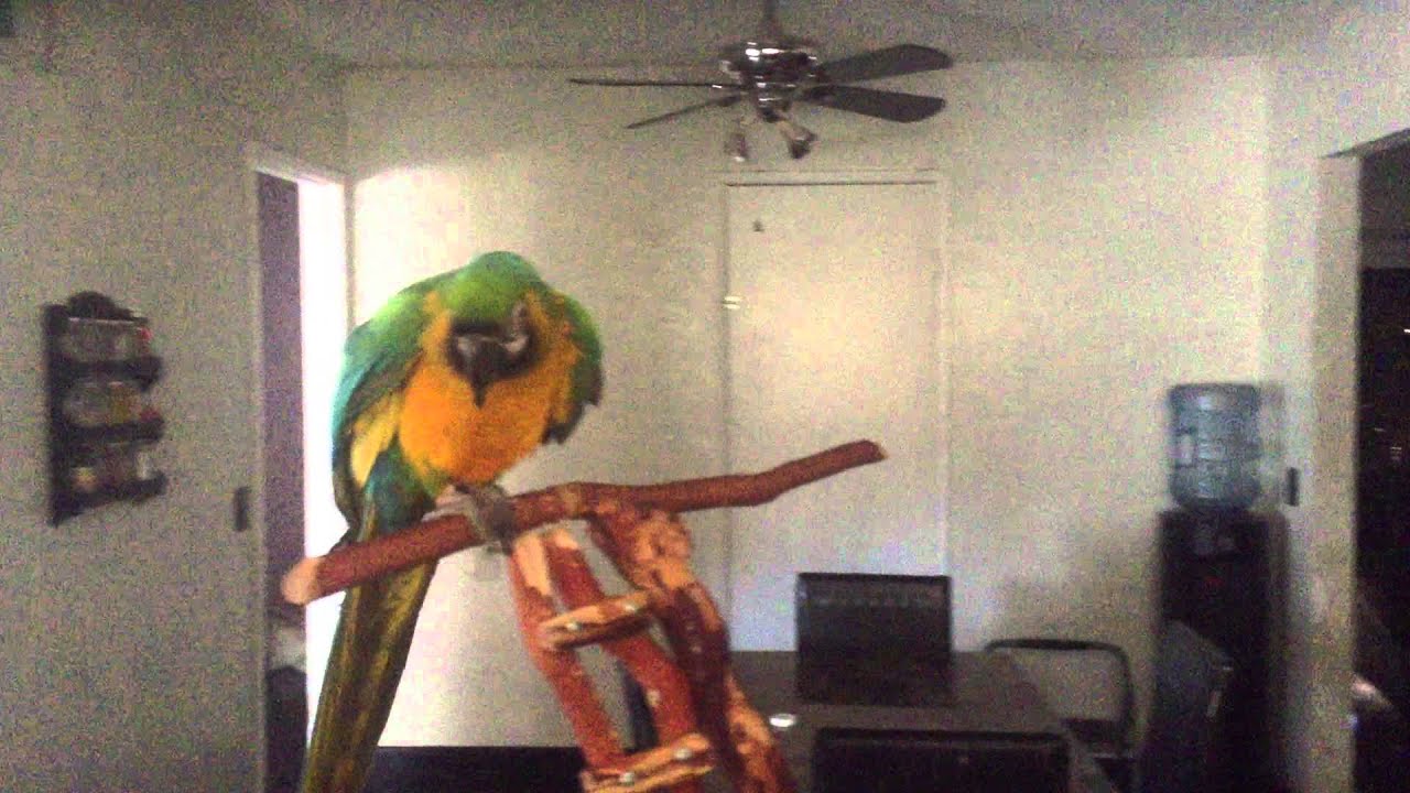 scabs the macaw cussing - YouTube