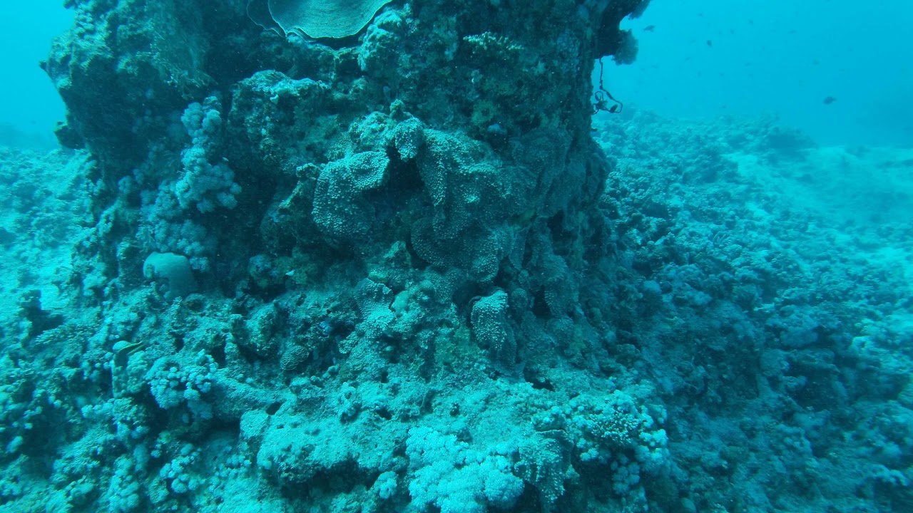 20 meter dive video - YouTube