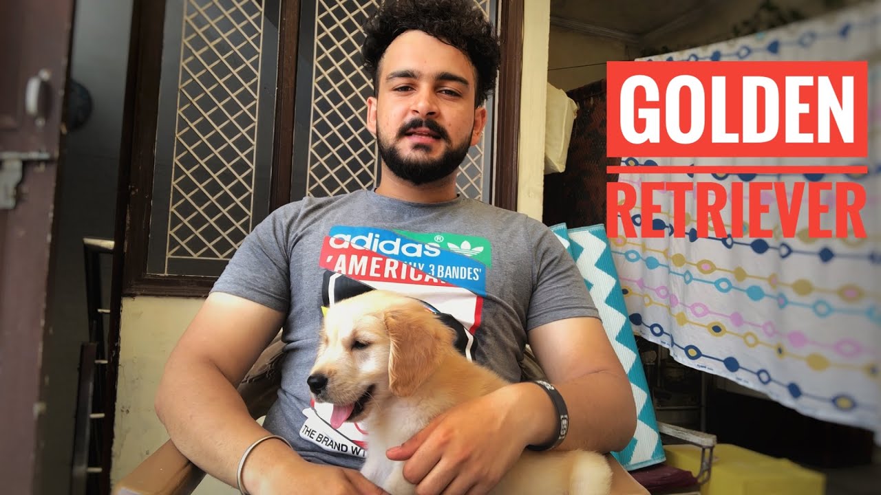 THE MOST LOYAL DOG 🐕 BREED | GOLDEN RETRIEVER | SHIRO | RSA Films - YouTube