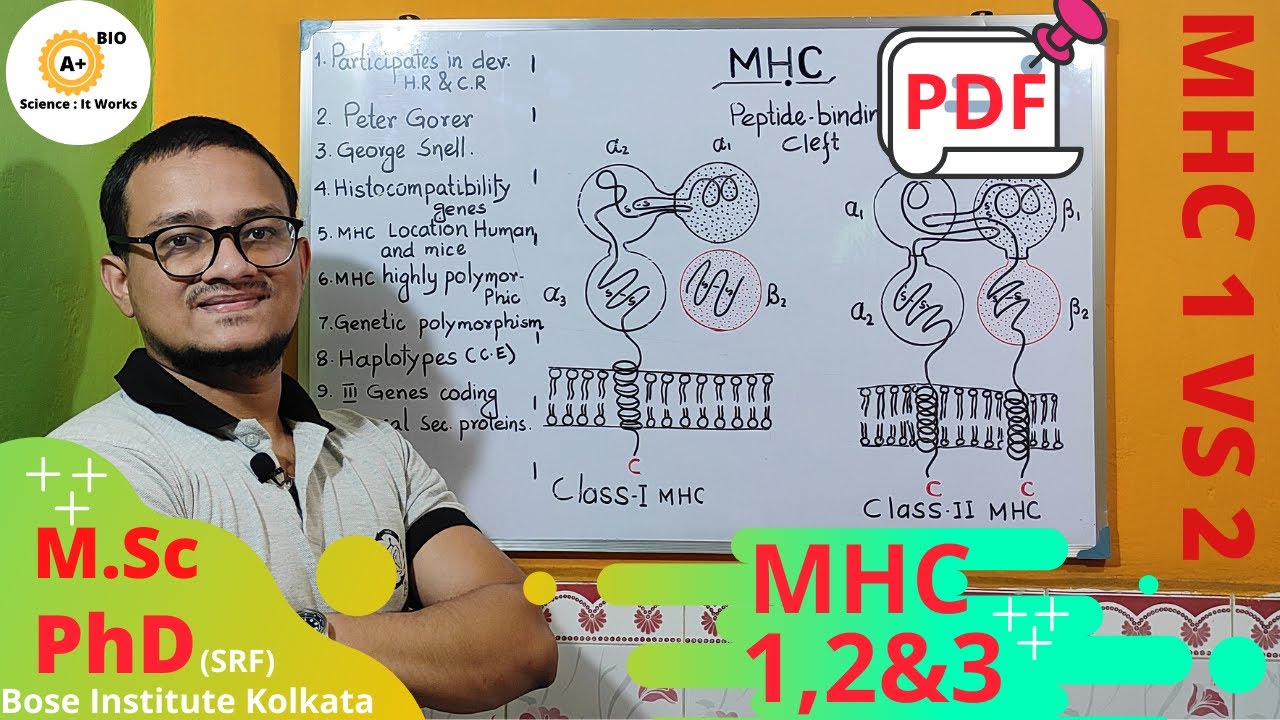 MHC class 1 and 2 | Class I, II & III |Major Histocompatibility Complex ...