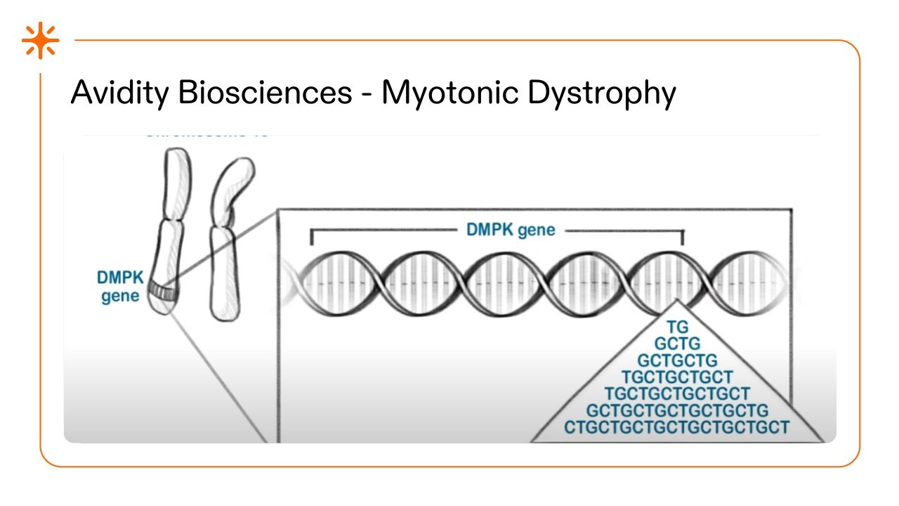 Myotonic Dystrophy Treatment – A New Approach by Avidity Biosciences ...