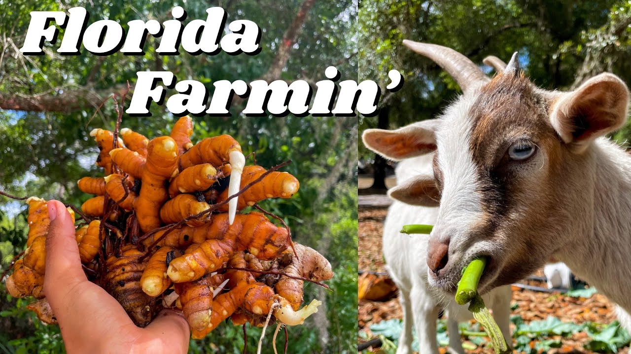 Living on a Farm in Florida | Organic Farming and Seasonal Healthy ...