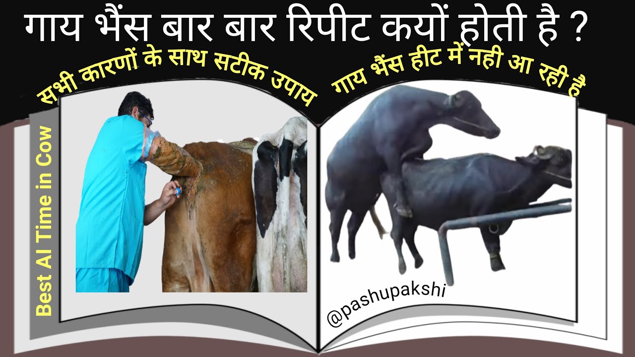 Repeat Breeding in Animal | Repeat Breeding Solution - YouTube
