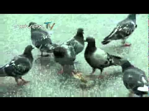 Bu video rekord qıracaq - Bakuinfo.Az