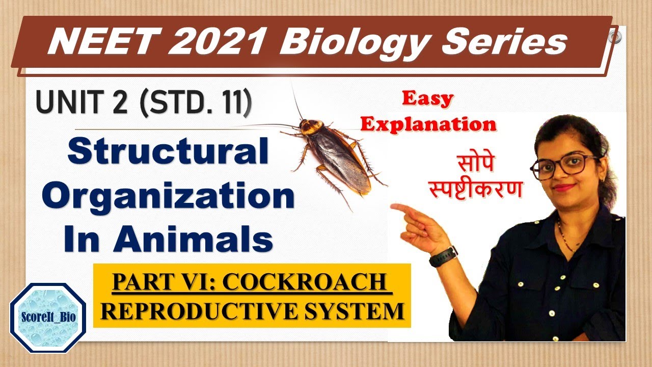 NEET 2021 Biology Series | U2C7 | PART VI | COCKROACH : Reproductive ...