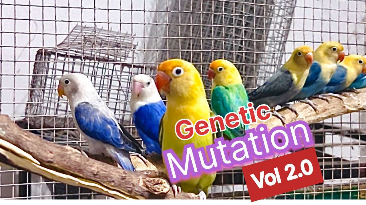 Types of Lovebird genetic mutation - YouTube