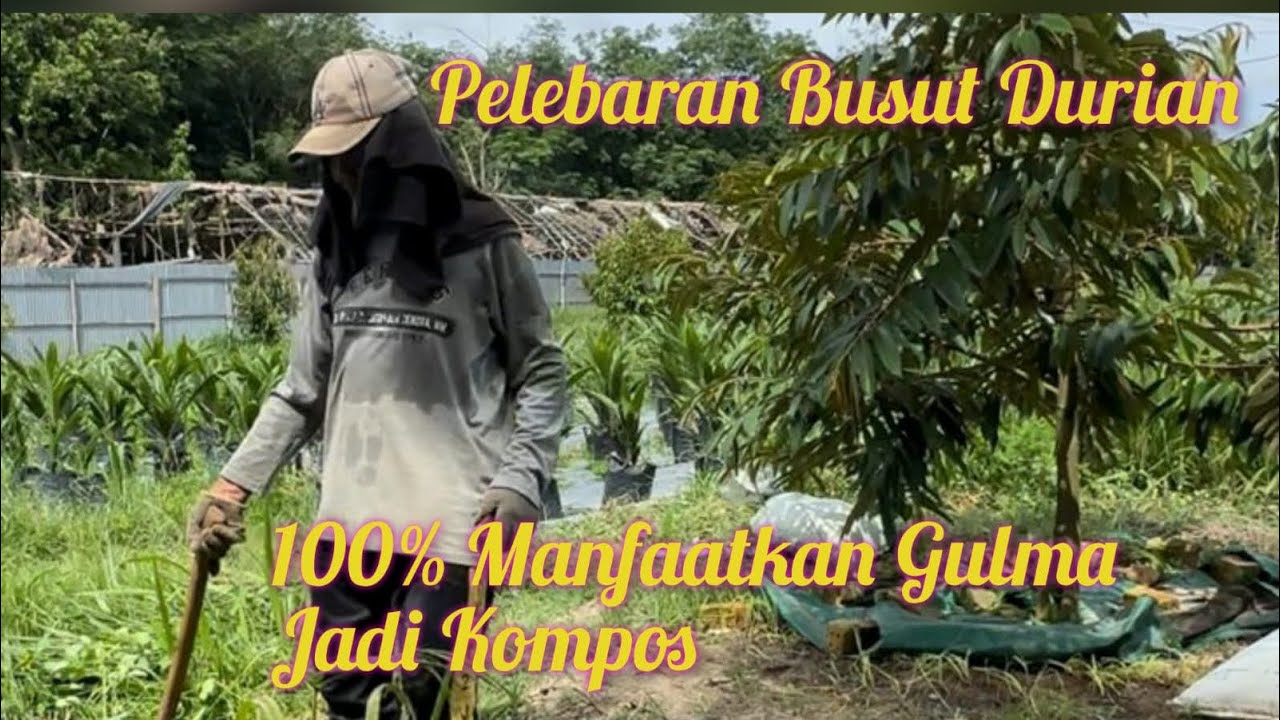 Pelebaran Busut Durian Musang King - YouTube