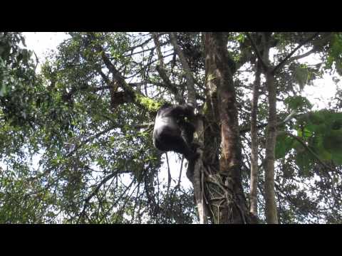How Fast Can A Gorilla Climb A Tree