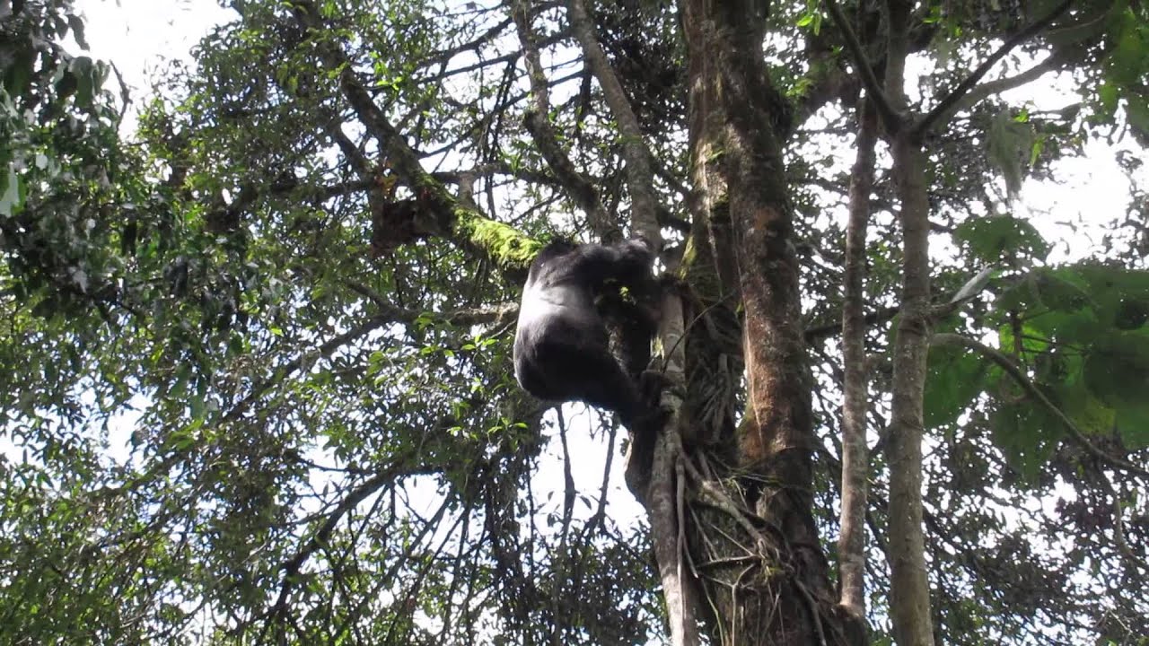 Silverback climbs down a tree - YouTube