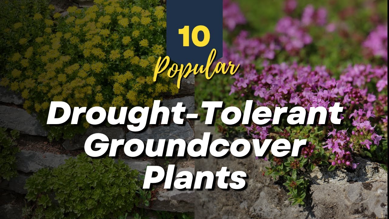 10 Popular Drought Tolerant Groundcover Plants 🌿💧 for Water Conscious ...