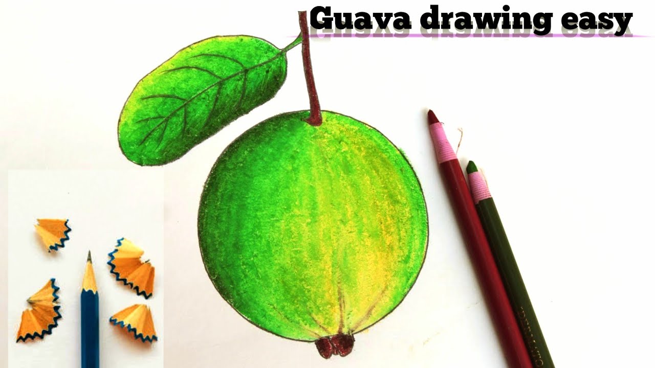 How to draw Guava step by step / Guava drawing easy #art - YouTube