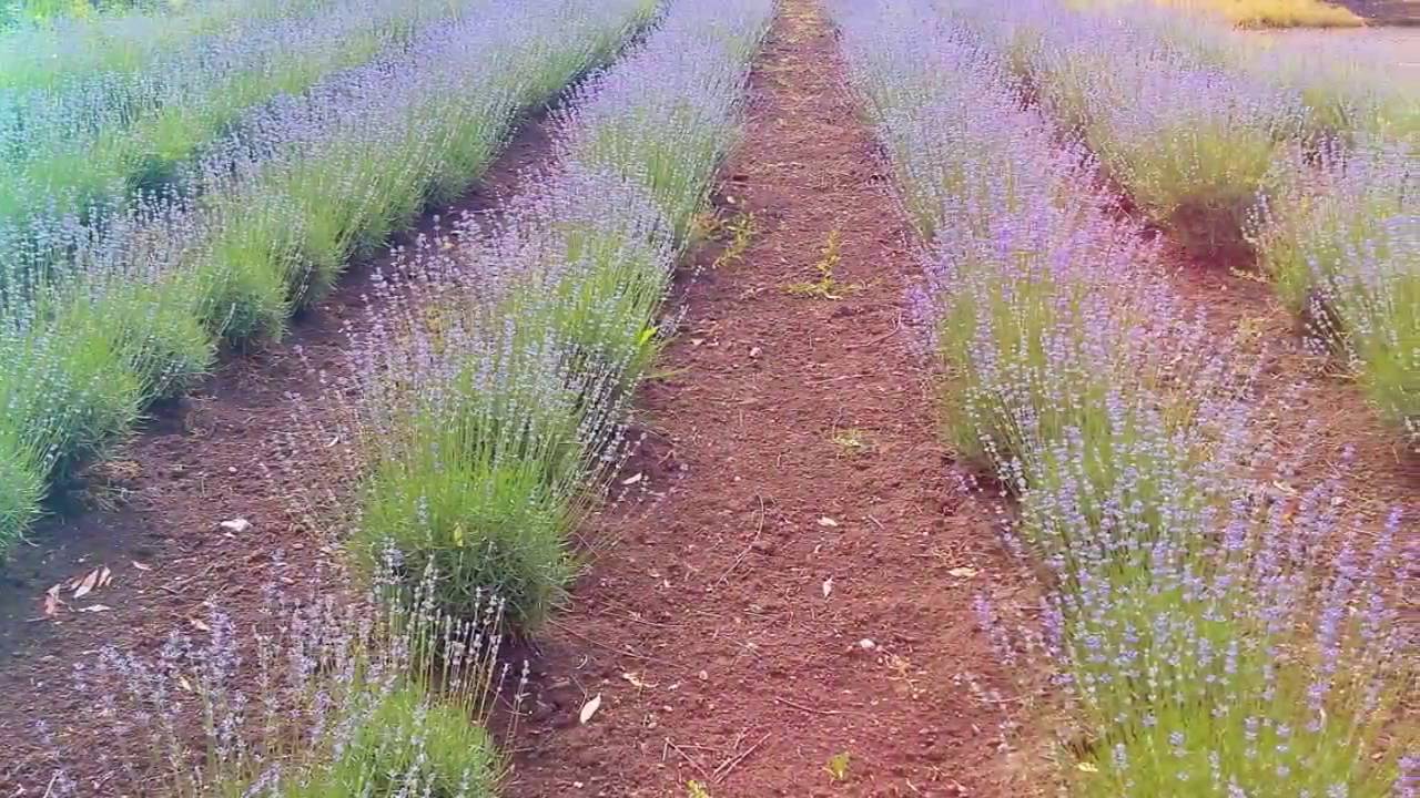 Gradina cu lavanda - YouTube