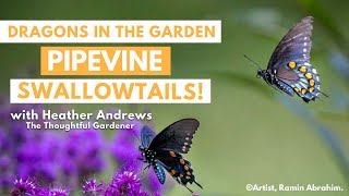 Pipevine Swallowtails - Garden Dragons?