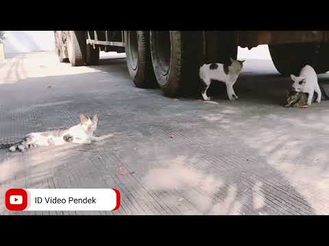 KUCING BETINA DI GILIR 3 EKOR KUCING JANTAN