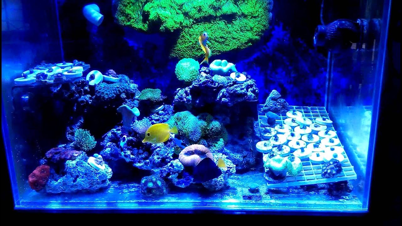 Kelo led aquarium light AO100 series 100W dimmable - YouTube