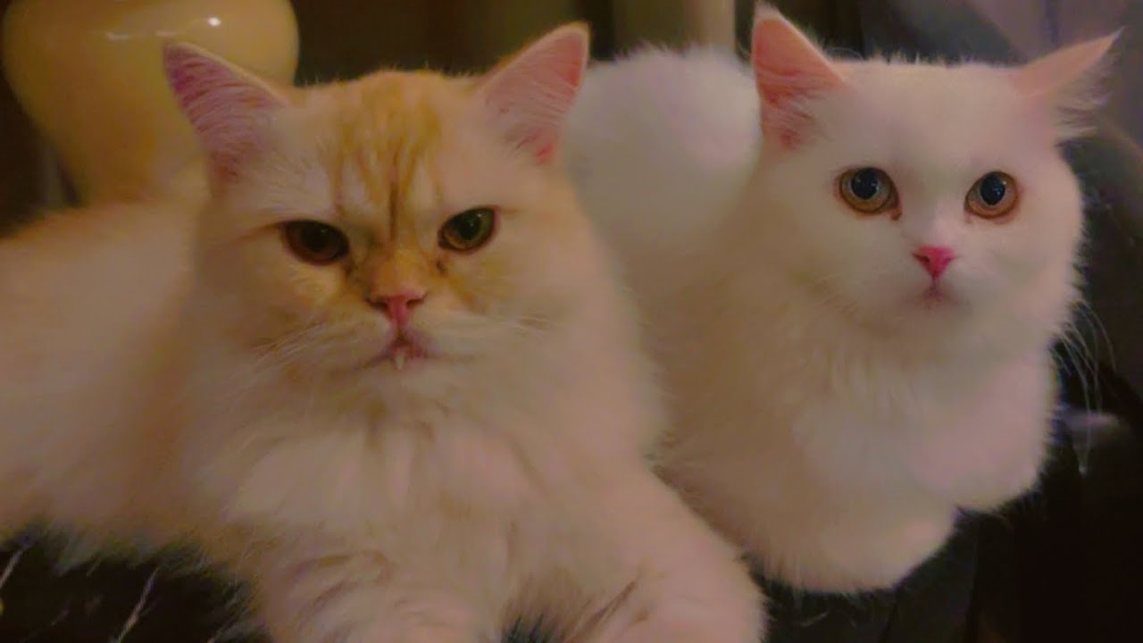 Adorable Cute Fluffy Cats Playing Games! Best Animals video ! Cute ...