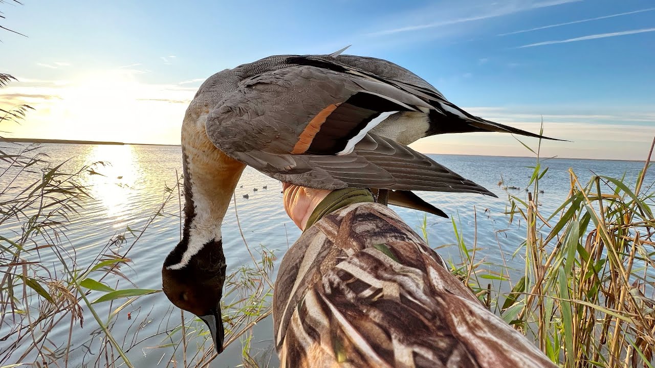 QUICK ACTION Mixed Bag Hunting Public Land! // 5 Man Pintail Limit ...