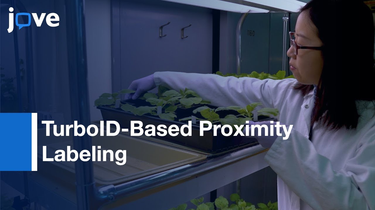 TurboID-Based Proximity Labeling to identify Protein Interactions ...