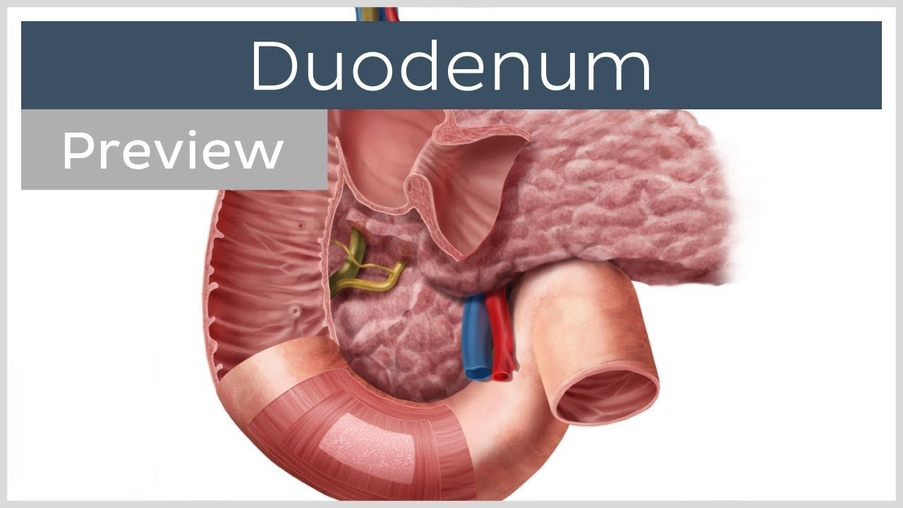 Anatomy GIT Module - Small Intestine ( Duodenum ) - YouTube