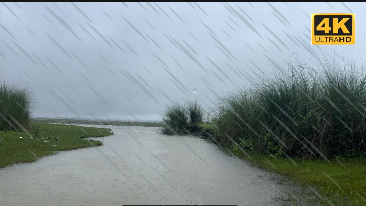 Heavy Rain Sounds In Open Nature | Sleep & Relax || 4K Relaxing Rain ...