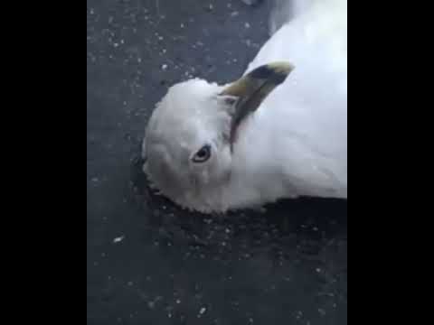 get up Craig - YouTube