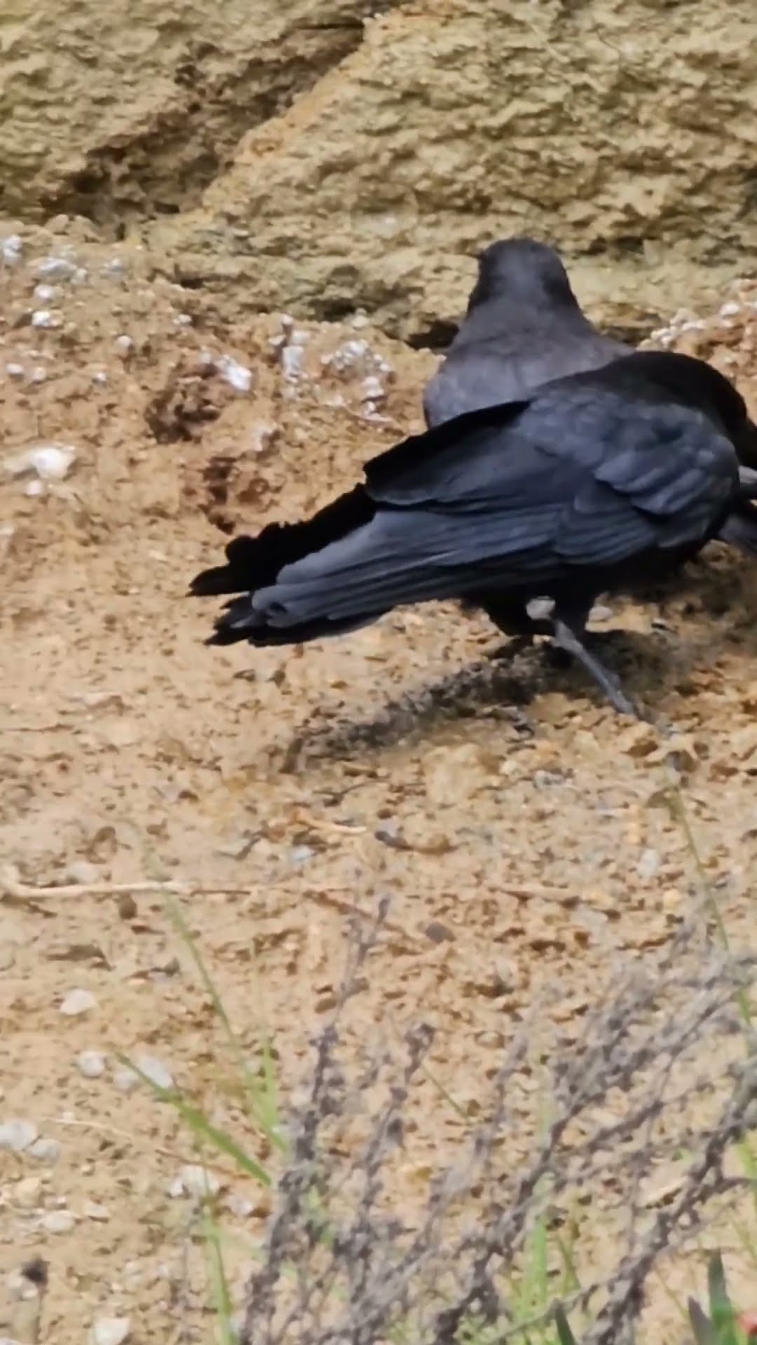 crow cleaning the feather 🪶 #birds - YouTube
