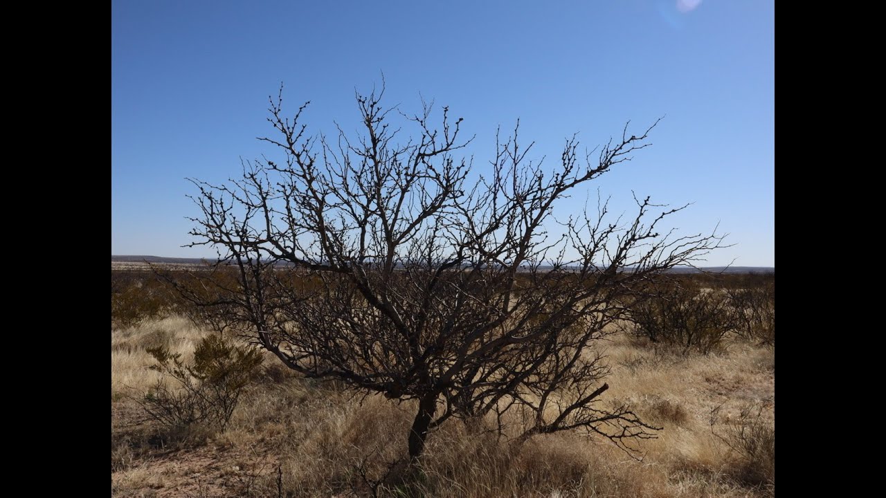 Spring Break Trip | Sunset ranches | Sierra Blanca | west Texas - YouTube