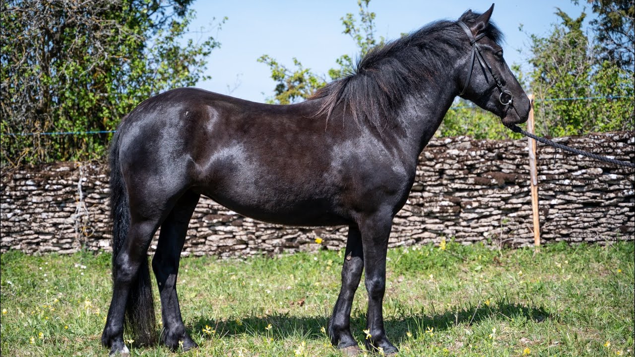 Laali - Estonian Native Horse - YouTube