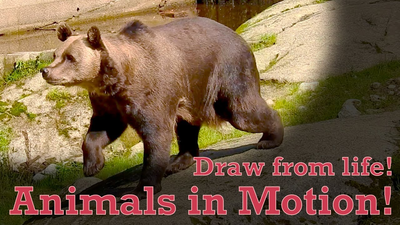 Draw from Life - Animals in Motion #18 - Bear - YouTube