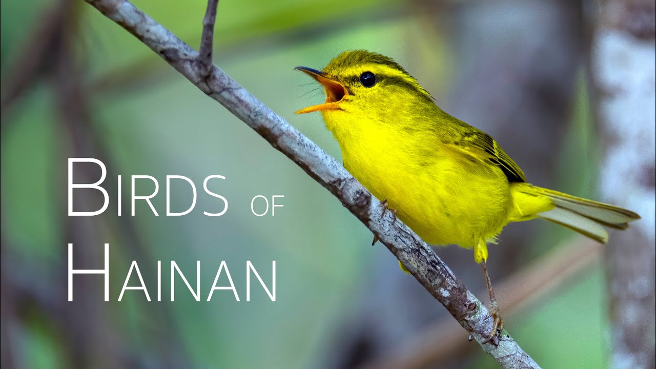 Birds of Hainan - Day 6. Hainan Leaf Warbler. Endemic Birds. Song ...