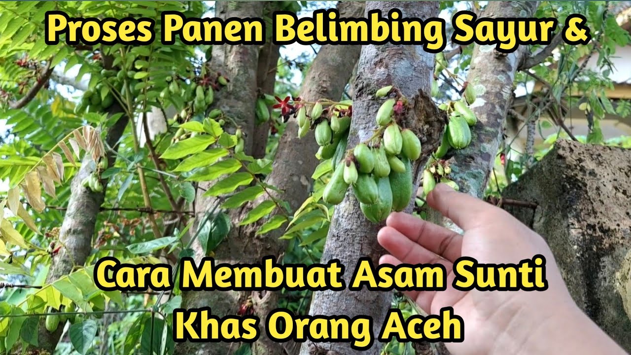 Proses panen belimbing sayur dan cara membuat asam sunti khas orang ...
