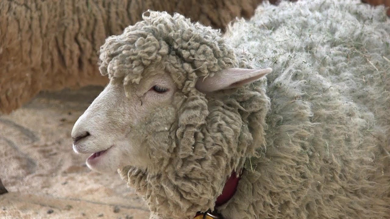 うだ・アニマルパーク Uda Animal Park (Japan) - YouTube