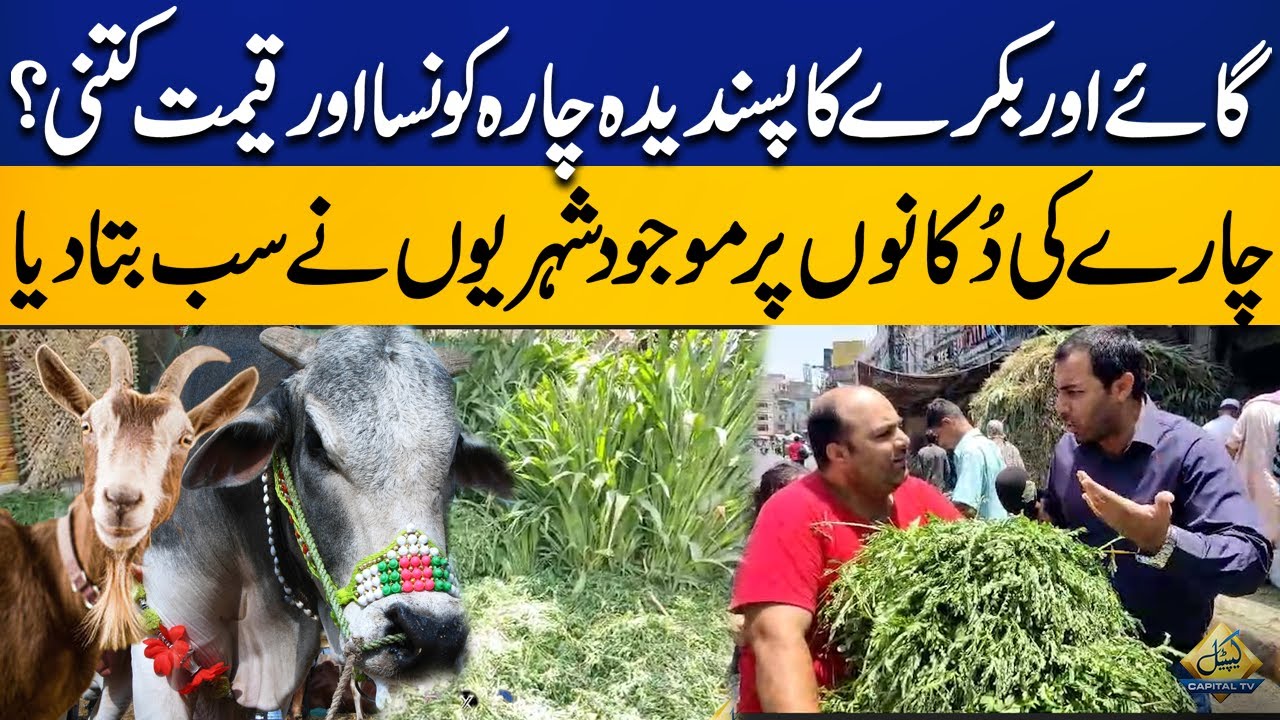 Which Is The Best Chara For Goat And Cow & Know Its Prices? | Eid ul ...