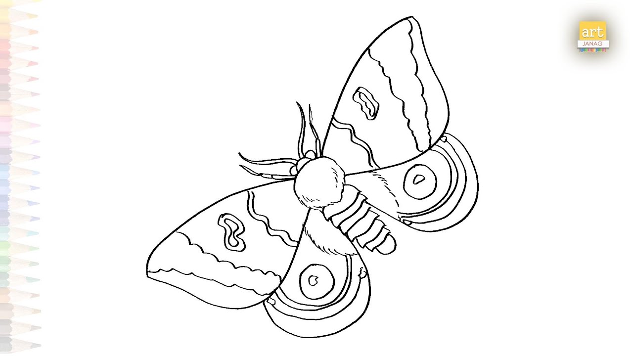Moth butterfly drawings easy | Insect outline sketches| How to draw A ...