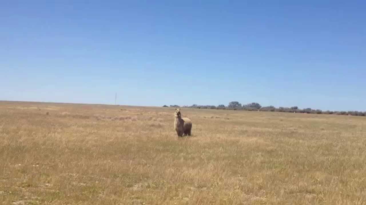 Alpaca sounds - YouTube