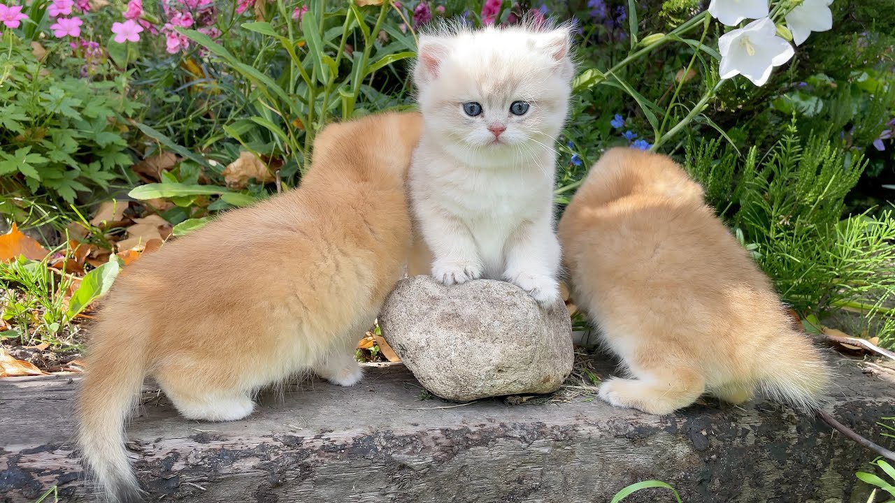 Gold British Shorthair Kittens in the garden. Very cute!!! - YouTube