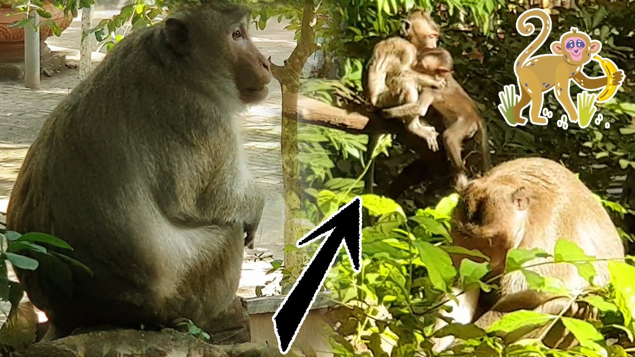 P...oor monkeys try to finding food for eating - YouTube