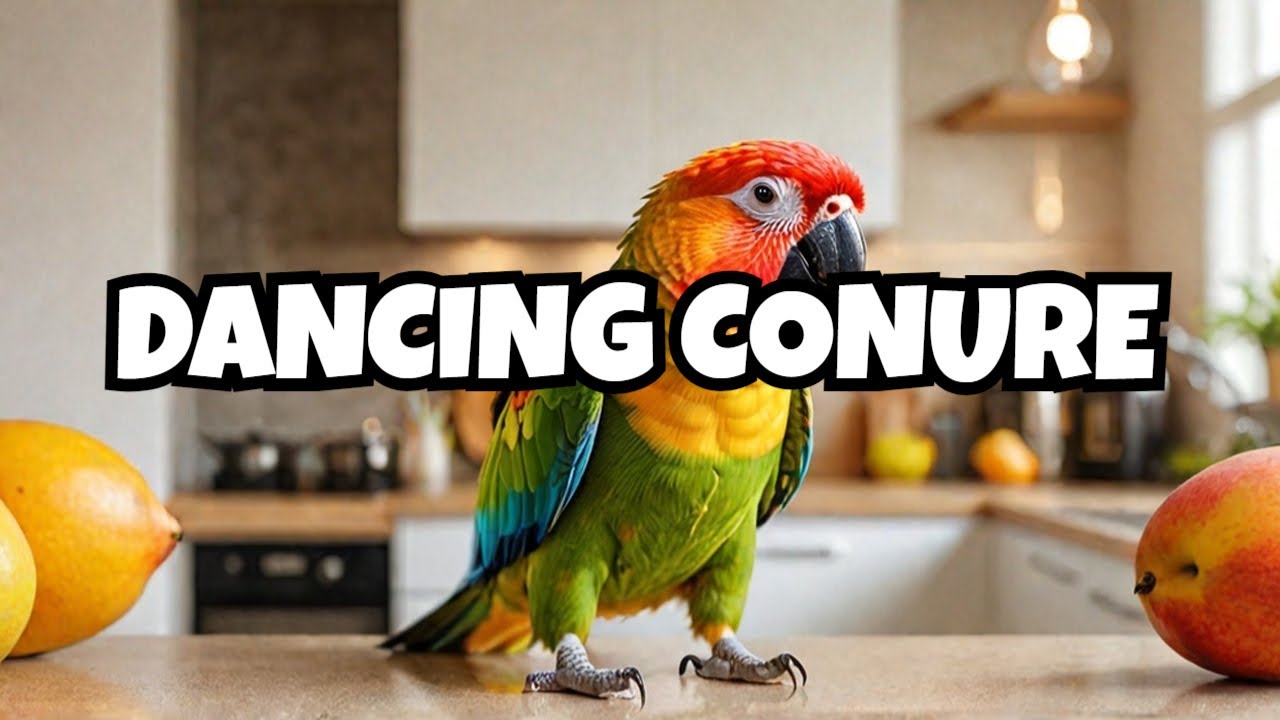 Fearless Mango: The Dancing Rainbow Conure - YouTube