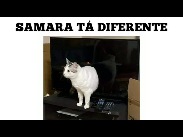 Memes De Samara Anime Memes Anime Memes Added A New Photo.