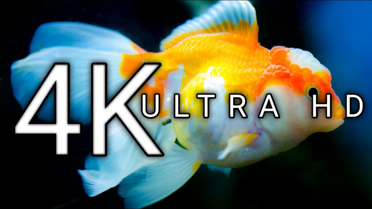 10 Minutes Stunning 4k Underwater Footage + Music | Nature Relaxation ...