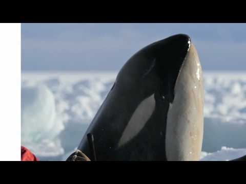 Frozen Planet video