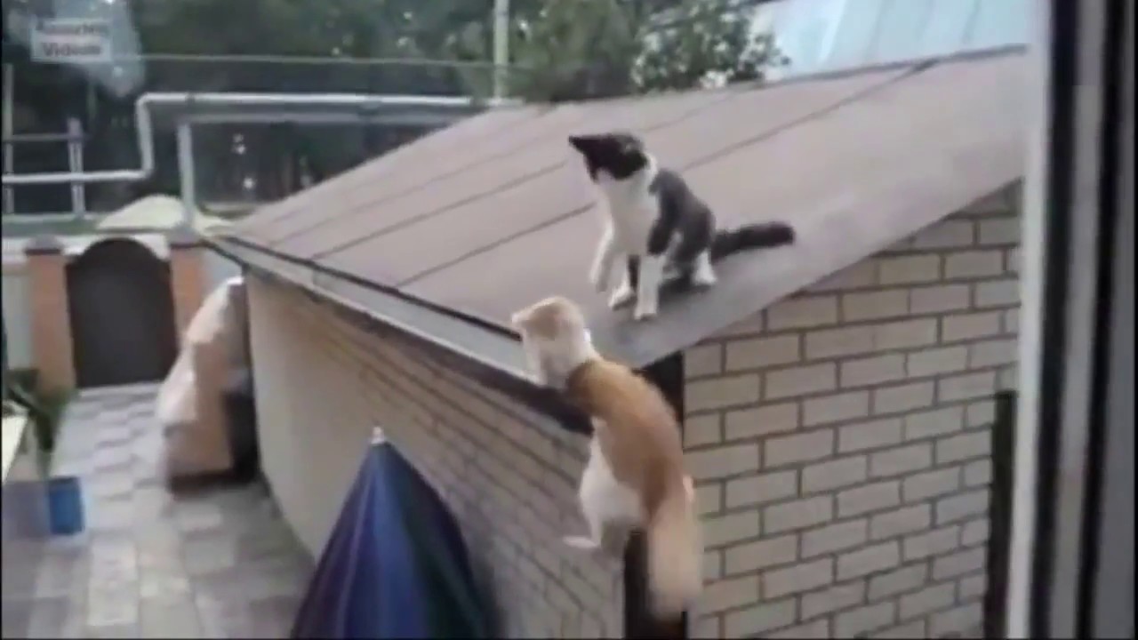 Funny Jumping Cats Compilation funny cats a funny cat videos ...