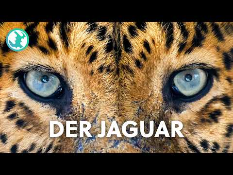 Der Jaguar: Das geheime Leben der gefährlichsten Raubkatze Amerikas | Doku