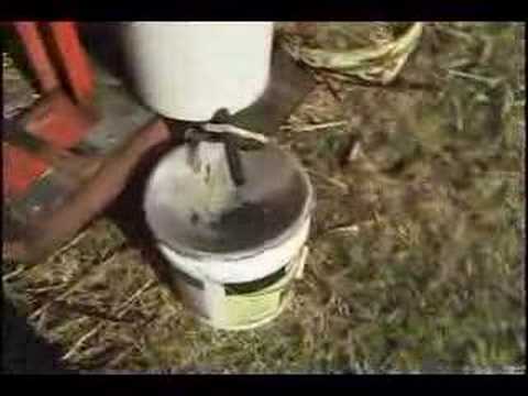 Making molasses from sugarcane - YouTube