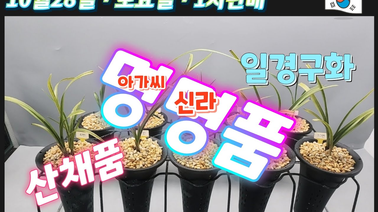 10월28일..토요일..1차 [오늘은 명명품..산채품...그리고 일경구화(서반물)]시작합니다 [4K] - YouTube