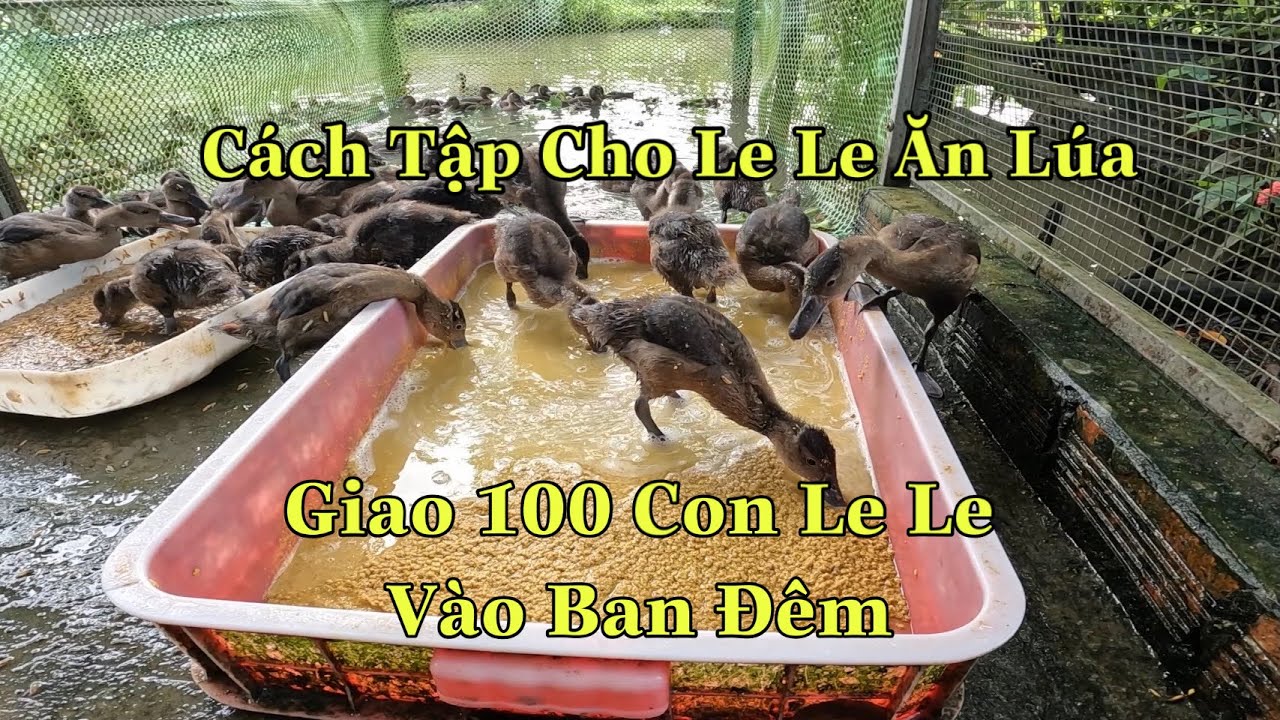 Cách Tập Cho Le Le Con Ăn Lúa |Giao 100 Con Le Le Giống Vào Ban Đêm ...